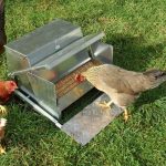 How to Raise Chickens for Eggs and Meat - Survival Watchdog